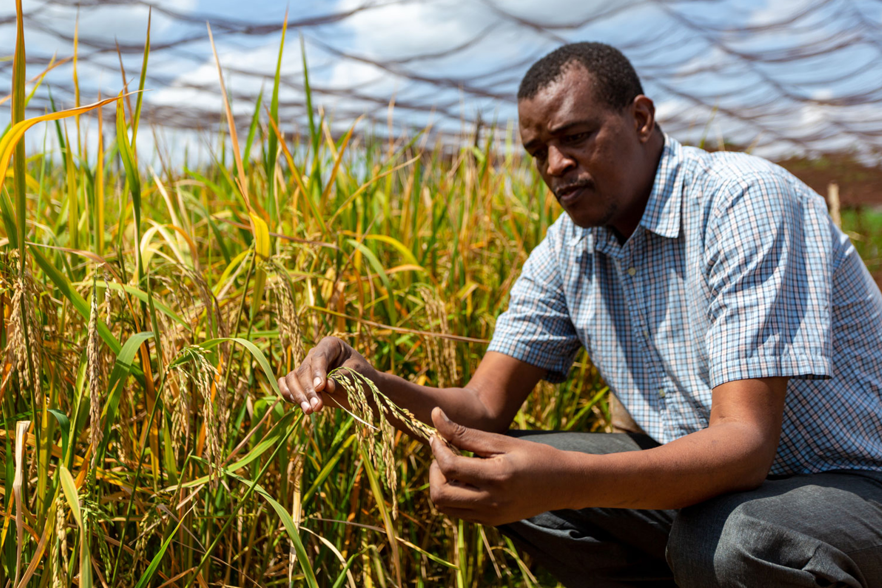Empowering Africa through Paddy Farming | KUBOTA STORIES | Kubota ...